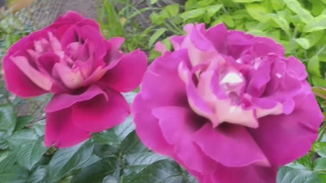 Роза, названная в честь пива. Кроненбург.