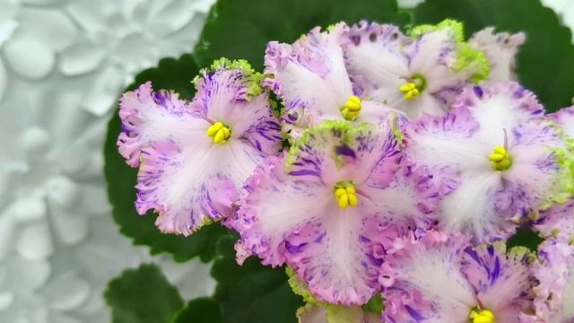 Фиалка АВ-Мыльные Пузыри