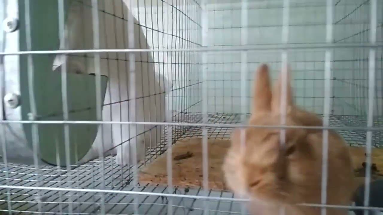 Любопытный крольчонок