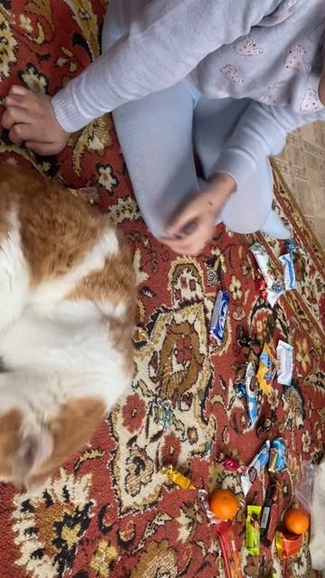 Кот Спартак.я тоже  люблю конфетки
