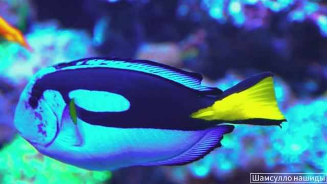 #Коран#АльБакъара#СамыеКрасивыеМеста#Relaxation##Islam#Quran#AlBaqarah'#Minshawiy #4кВидео#20часть#