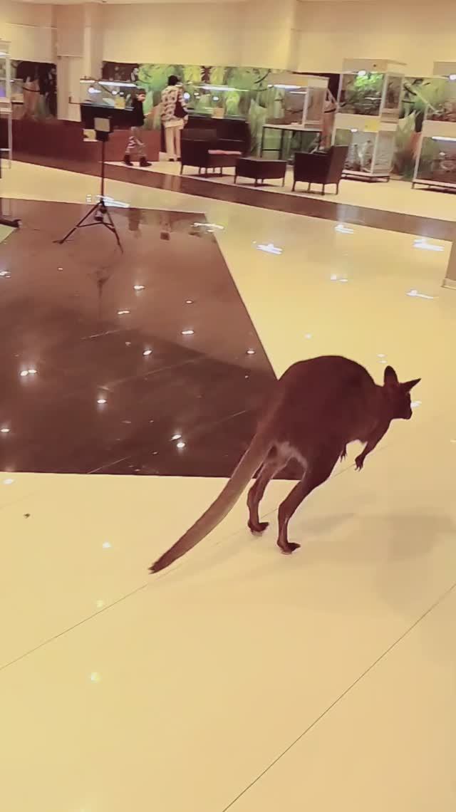 Зооландия, выставка экзотических животных 22-29.01.2026