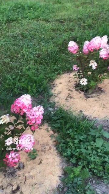 Ленобласть. Хвойное. 23.08.2024. Цветы на даче. Гортензия с пурпурными цветами