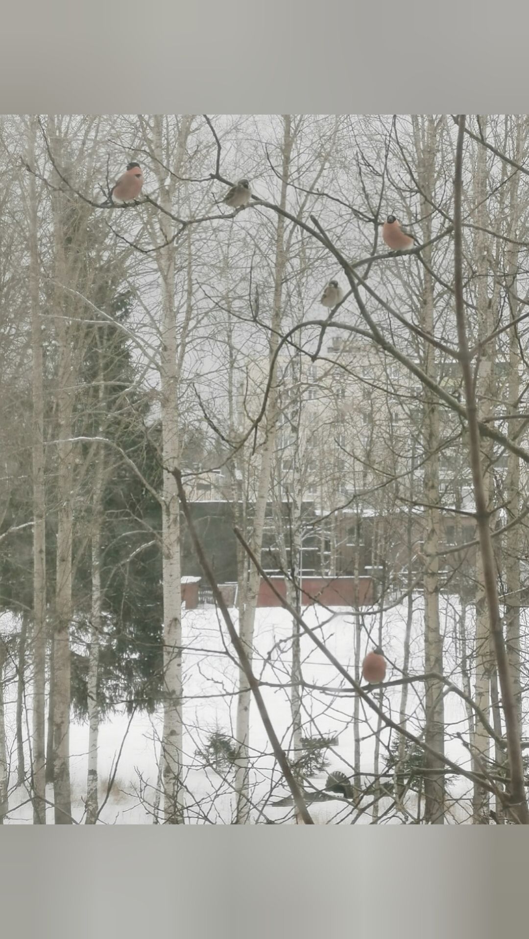 21.01.2026 Уточки.🦆Последние дни января.❄️Светогорск.❤️