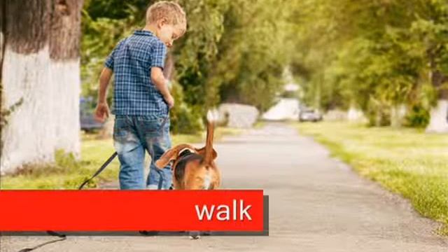 English for children Looking after pets brush-walk-wash-feed