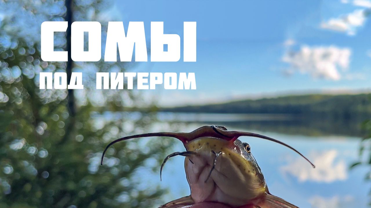 Ловля сомов в Ленинградской области