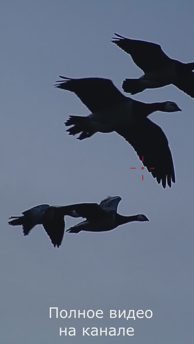 3 ГУСЯ С НАЛЕТА! ЕСЛИ БЛИЗКО, НАЧИНАЮ СТРЕЛЯТЬ С ДАЛЬНЕГО. #Охотанагуся 2023 - лучшая #гусинаяохота