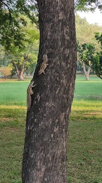 Звуки замка Пурана-Кила (Дели, Индия)