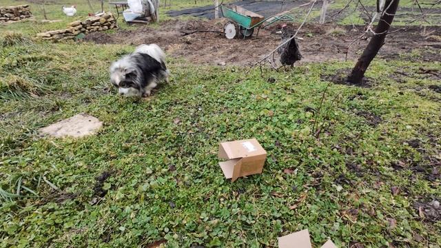 22,23 февраля 2026г. Опять ветер.Опять цветы)