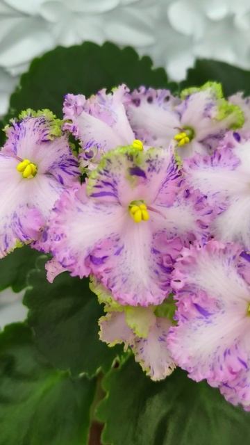 Фиалка АВ-Мыльные Пузыри