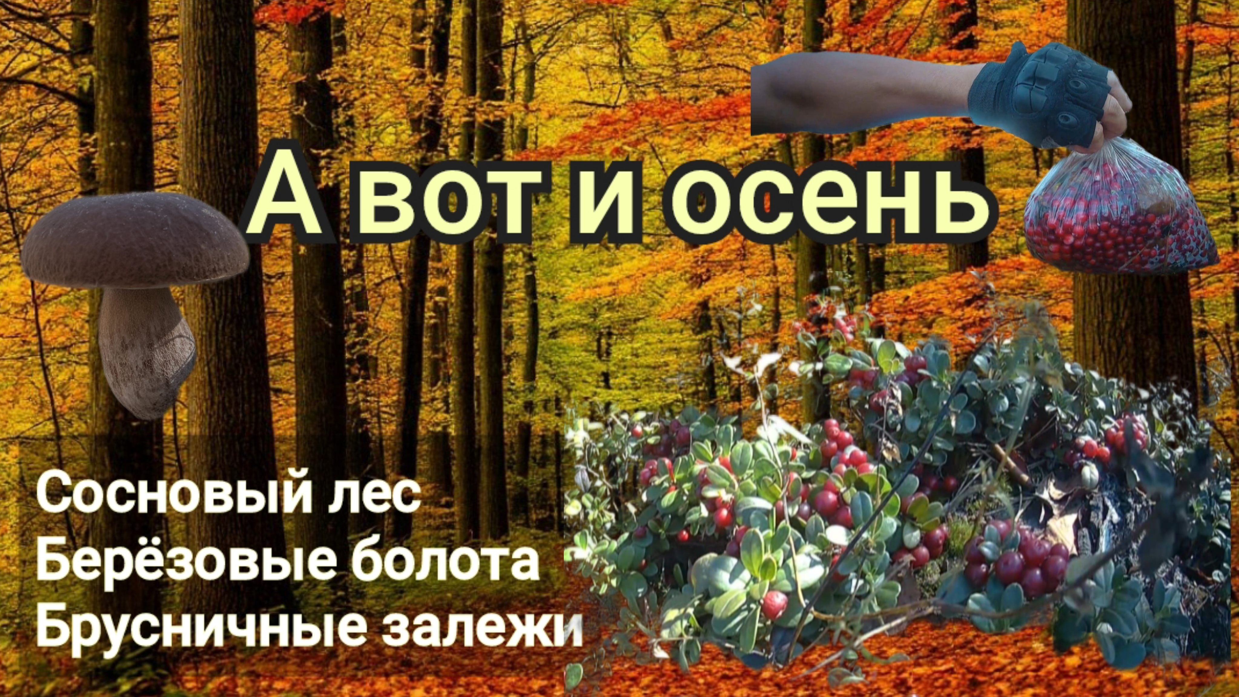 Сбор брусники на вырубках за п. Светлый 8.09.25 (часть1)