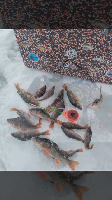 Ловля на безмотылку🎣 Глубина 1,5 метра. Пробурил серию лунок. Ловля активного Окуня без прикорма.