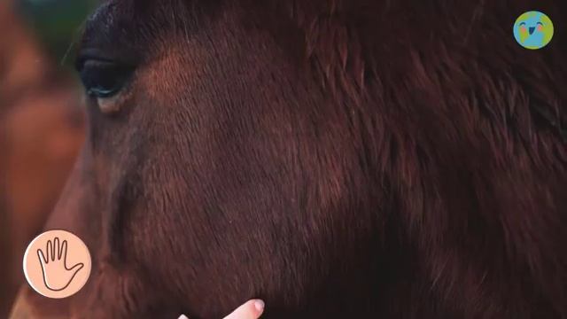 The Five Senses For Kids