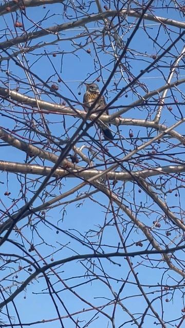 Дрозд рябинник