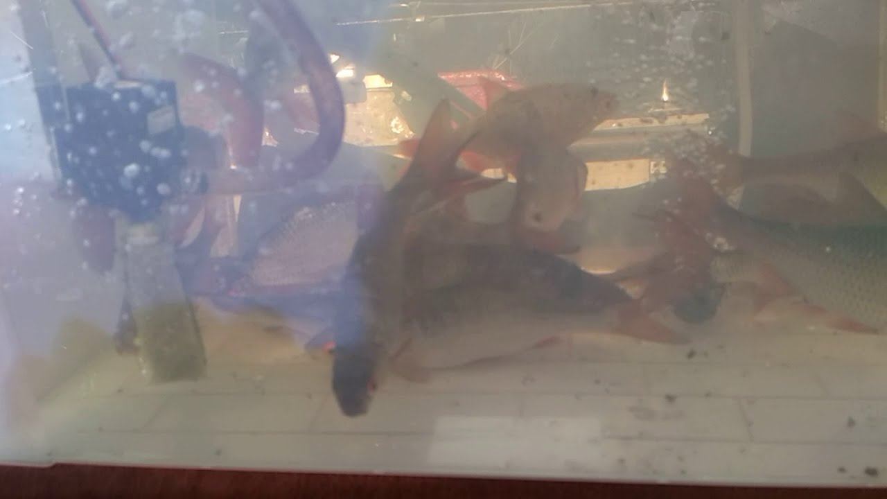 Аэратор Livewell для живца