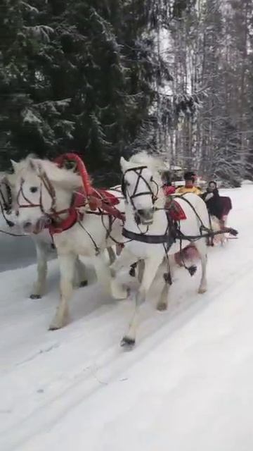 Катание на русской тройке