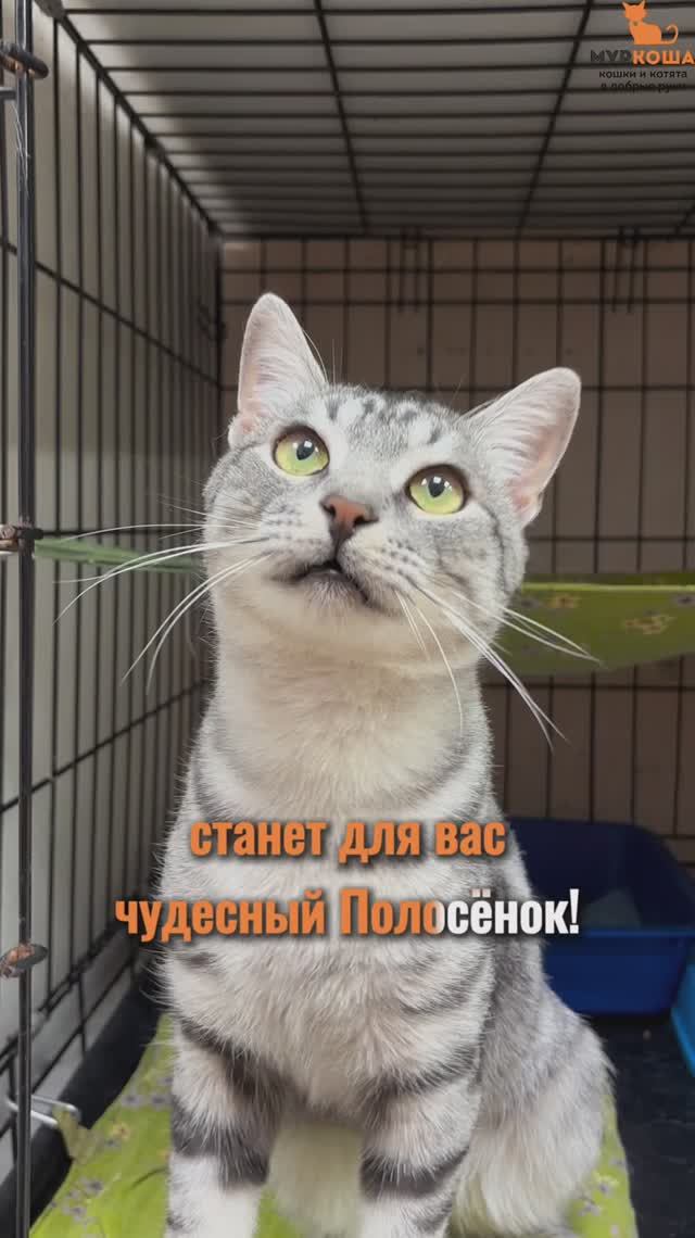 Полосёнок ждёт вас в приюте #Муркоша