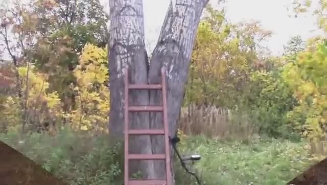 КАК ИЗВЛЕЧЬ КЛАД ИЗ ДУПЛА ВЕКОВОГО ДЕРЕВА.