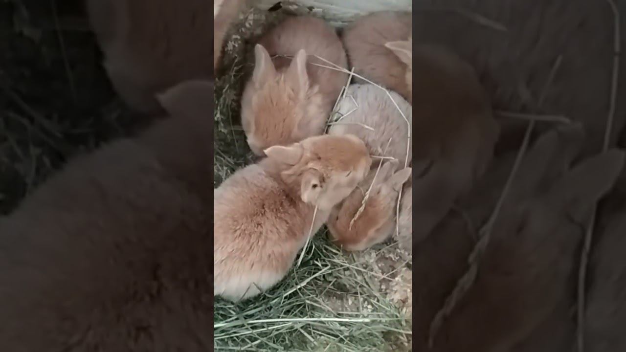 Крольчата начинают самостоятельно есть.