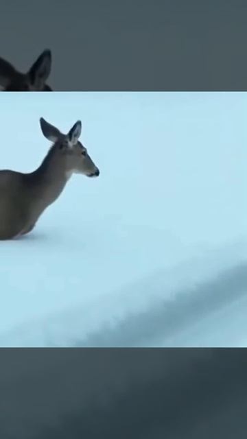 Мам, смотри как могу