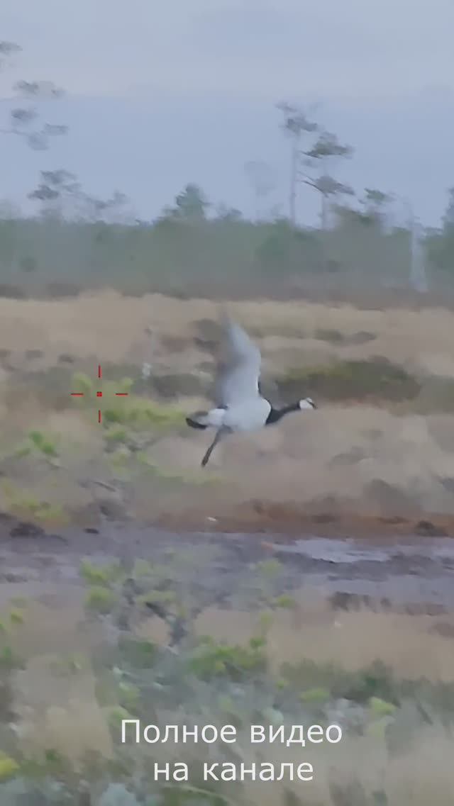 ДУПЛЕТ ПО ВЗЛЕТАЮЩИМ ГУСЯМ! #Охотанагуся осенью 2023 - лучшая #гусинаяохота ! #shotkam #выстрелы