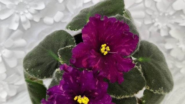 Фиалка РМ-Финикийская Принцесса