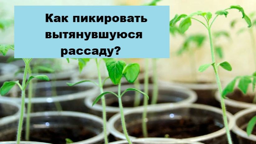 Как можно спасти вытянувшуюся рассаду помидоров?