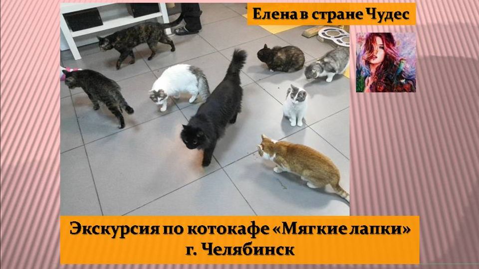 Экскурсия по котокафе "Мягкие лапки" г. Челябинска