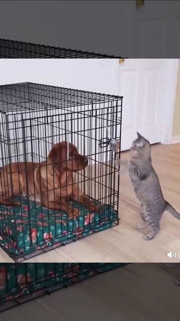 Друг в беде не бросит