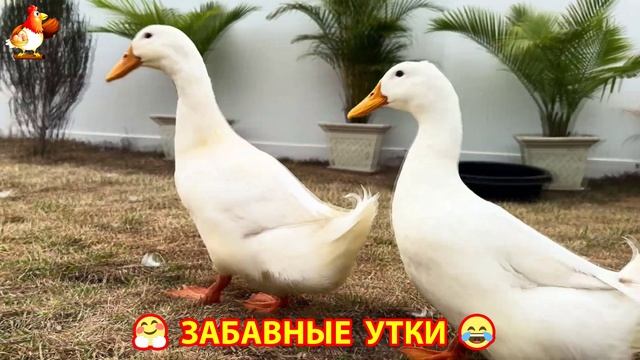 Забавные утки мускусные и пекинские на свободном выгуле со своими друзьями ч.(362) ❣️🤗😂