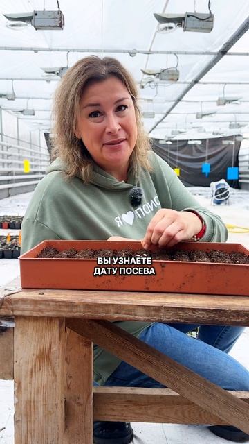 Ошибка в сроках посева стоит урожая!