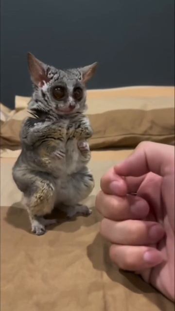 Домашний любимчик