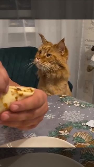 Вот так просто съешь и мне не дашь