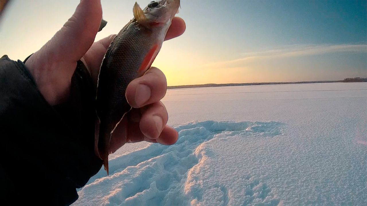 Ловим окуня на блесну! Рыбалка на озере в мороз! В поисках живца!