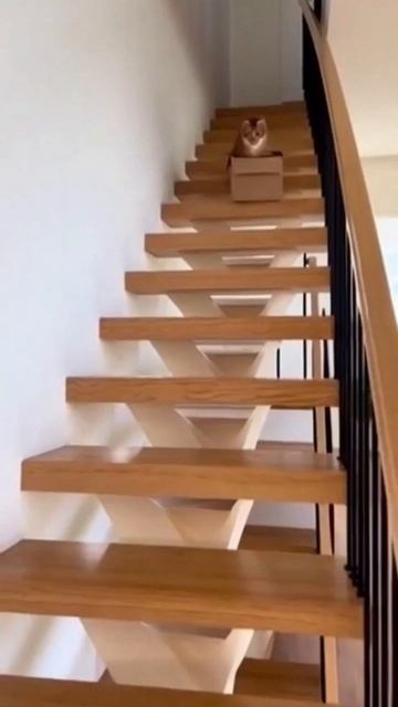 Покатушки в коробке 😸