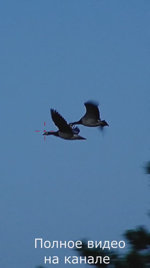 3 ГУСЯ С НАЛЕТА ДВУМЯ ВЫСТРЕЛАМИ! #Охотанагуся осенью 2023 - лучшая #гусинаяохота !  #shotkam