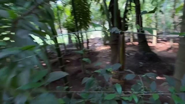 Catrin de Moore/Виноваты обезьяны, а расхлёбывать Марине. Разогнали всю секту.