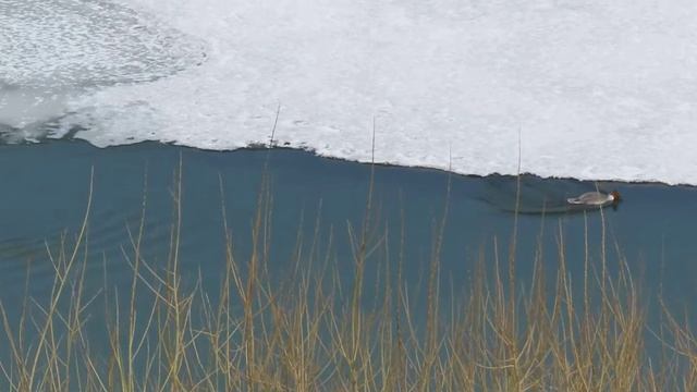 Большой крохаль