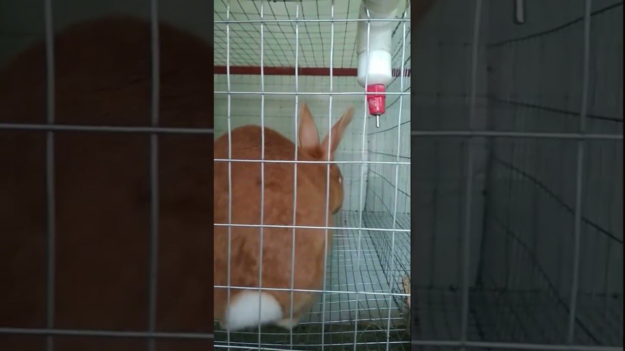 Рыжий кролик