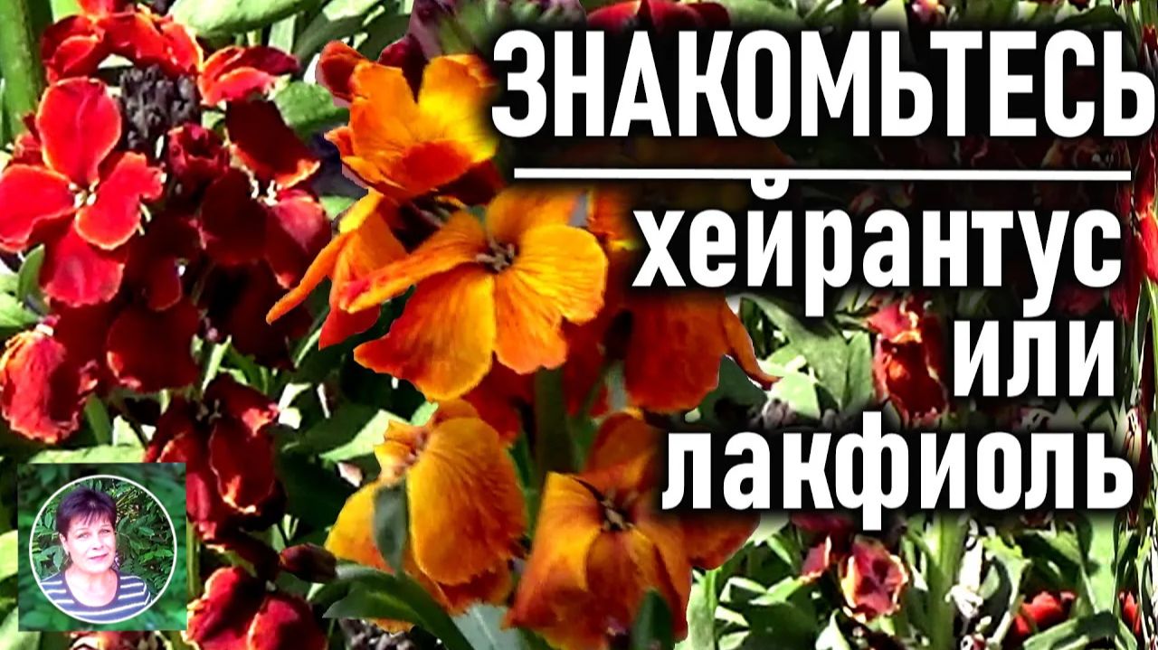 ХЕЙРАНТУС ИЛИ ЛАКФИОЛЬ Красивейший неприхотливый цветок Полный обзор