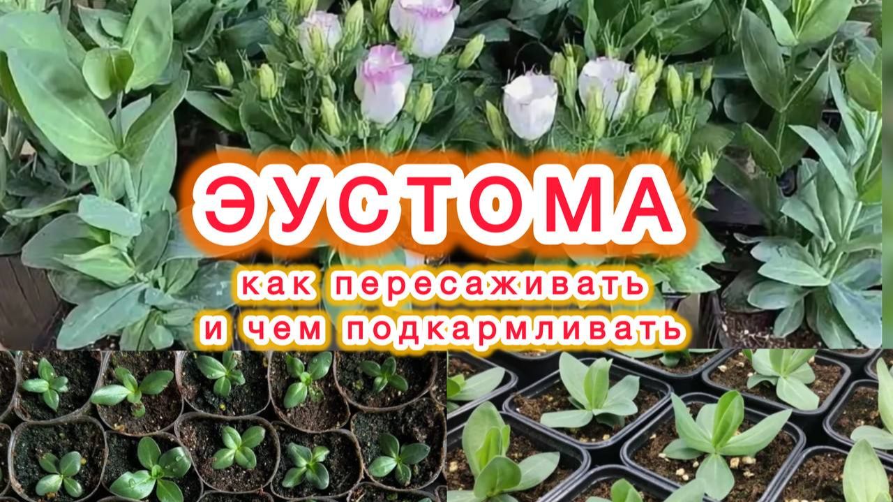Пересади эустому правильно и она начнет расти в 2 раза быстрее!