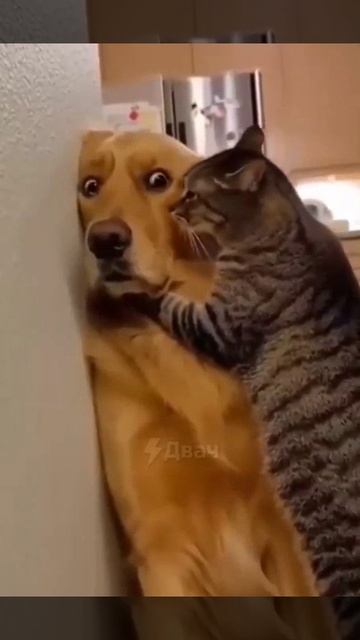 Нет, не надо