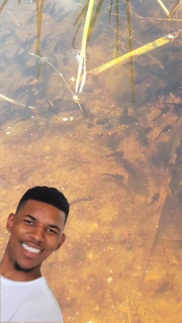 Головастики или сомики?