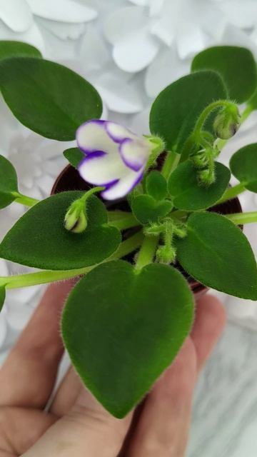 Фиалка 2А-Проба Пера