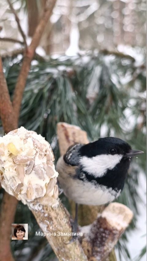 Птички невелички.