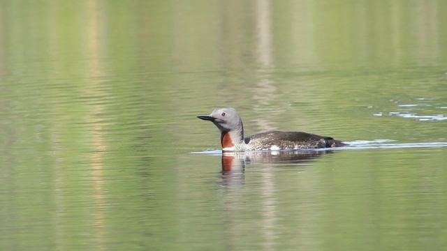 Краснозобая гагара в заповеднике "Кивач".