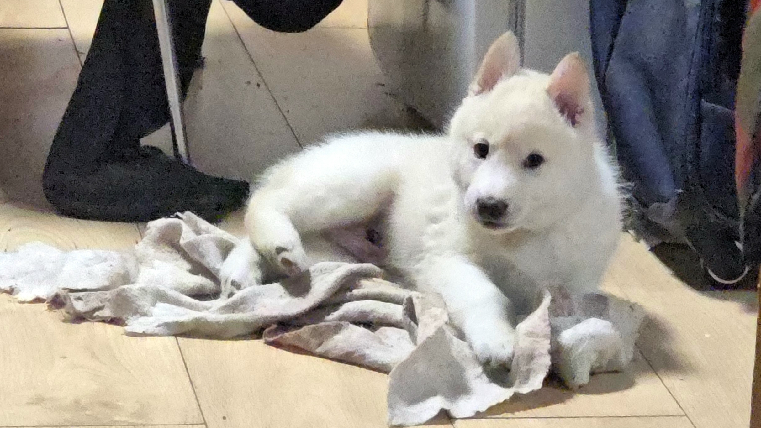 Щенок наводит порядок