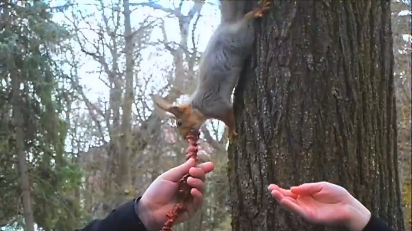 В Ессентуках 2012 год Курортный парк Белочка