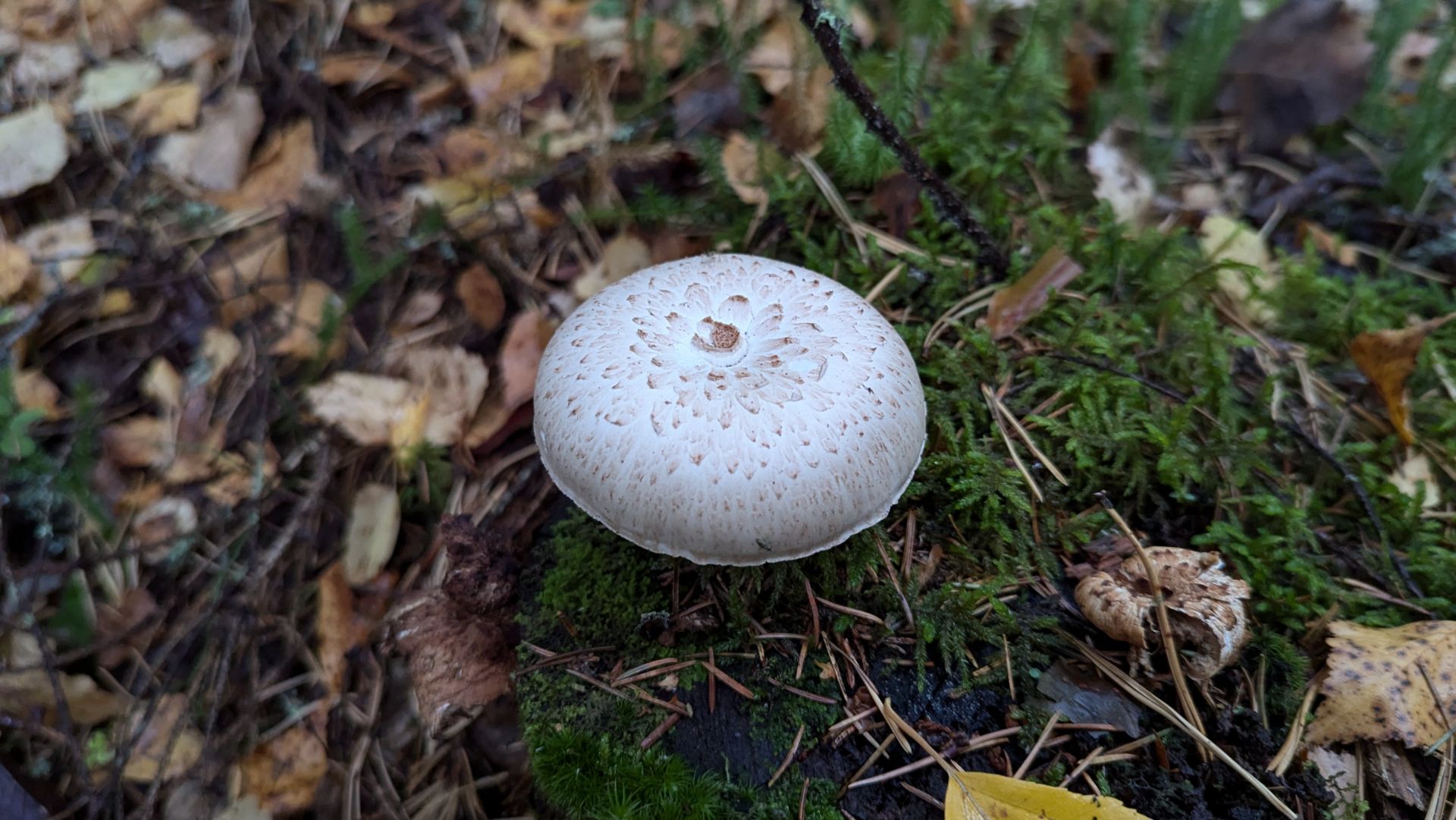 Шпальный гриб (Neolentinus lepideus). Как выглядит гриб на месте произрастания.