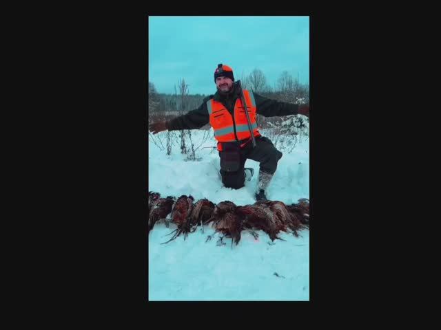 охота на фазана